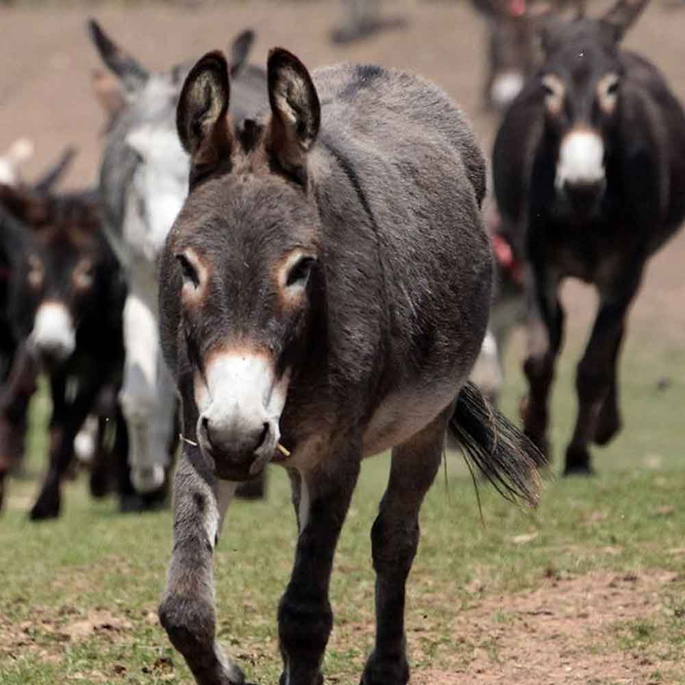 દર વર્ષે ચીન 50 લાખ જેટલા ગધેડાને મારી નાખે છે, ફક્ત માંસ મેળવવા નથી ...